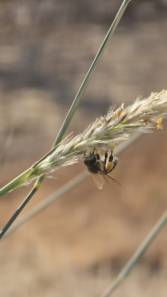 Western Honey Bee from Mushrif - Dubai - United Arab Emirates on ...