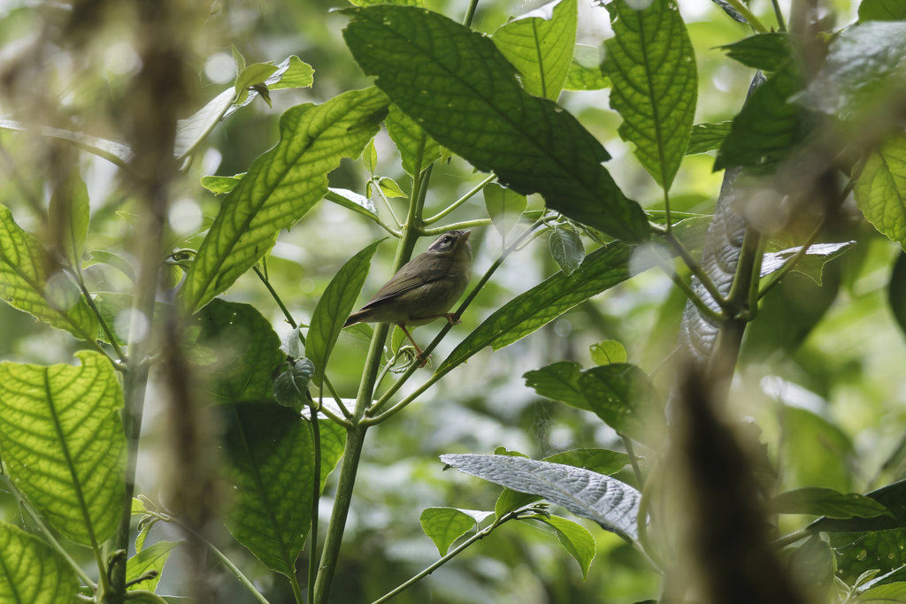 Costa Rican Warbler from Provincia de Guanacaste, Tilarán, Costa Rica ...