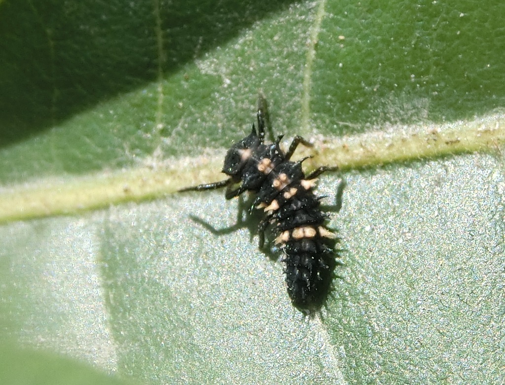 Six-spotted Zigzag Ladybird from 510台灣彰化縣員林市 on December 21, 2024 at 11 ...