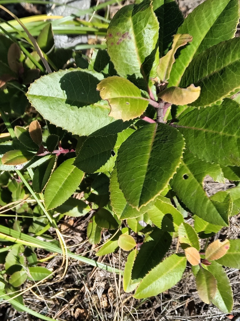 Toyon from Marina, CA, USA on December 20, 2024 at 11:02 AM by ...