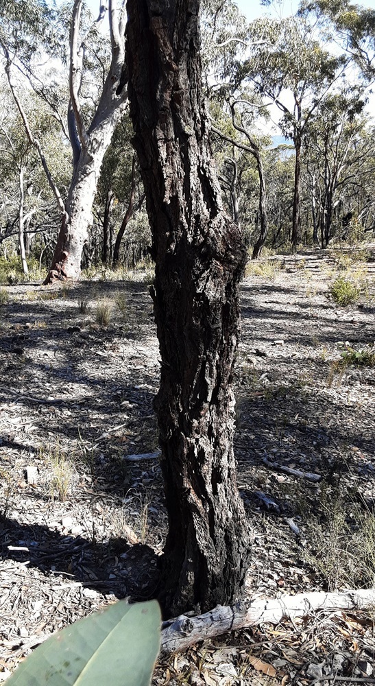 Red Ironbark from Gardens of Stone National Park, Ben Bullen NSW 2790 ...