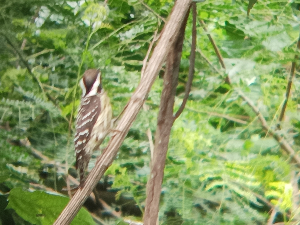 Philippine Pygmy Woodpecker from Taytay on December 21, 2024 at 01:52 ...