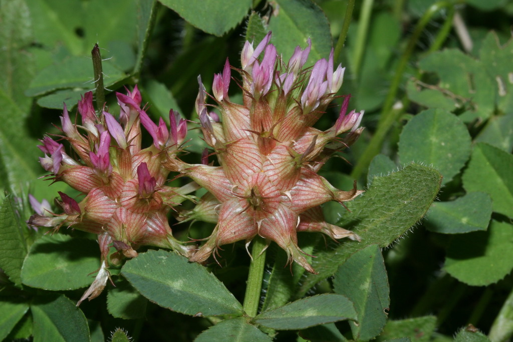 Mediterranean clover from Saint-Thibéry, France on April 19, 2009 at 03 ...