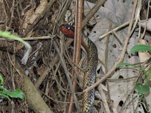 Amazon Puffing Snake (Spilotes sulphureus) - Snakes and Lizards