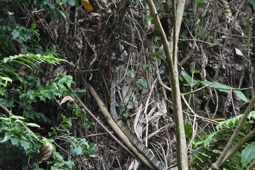 Amazon Puffing Snake (Spilotes sulphureus) - Snakes and Lizards