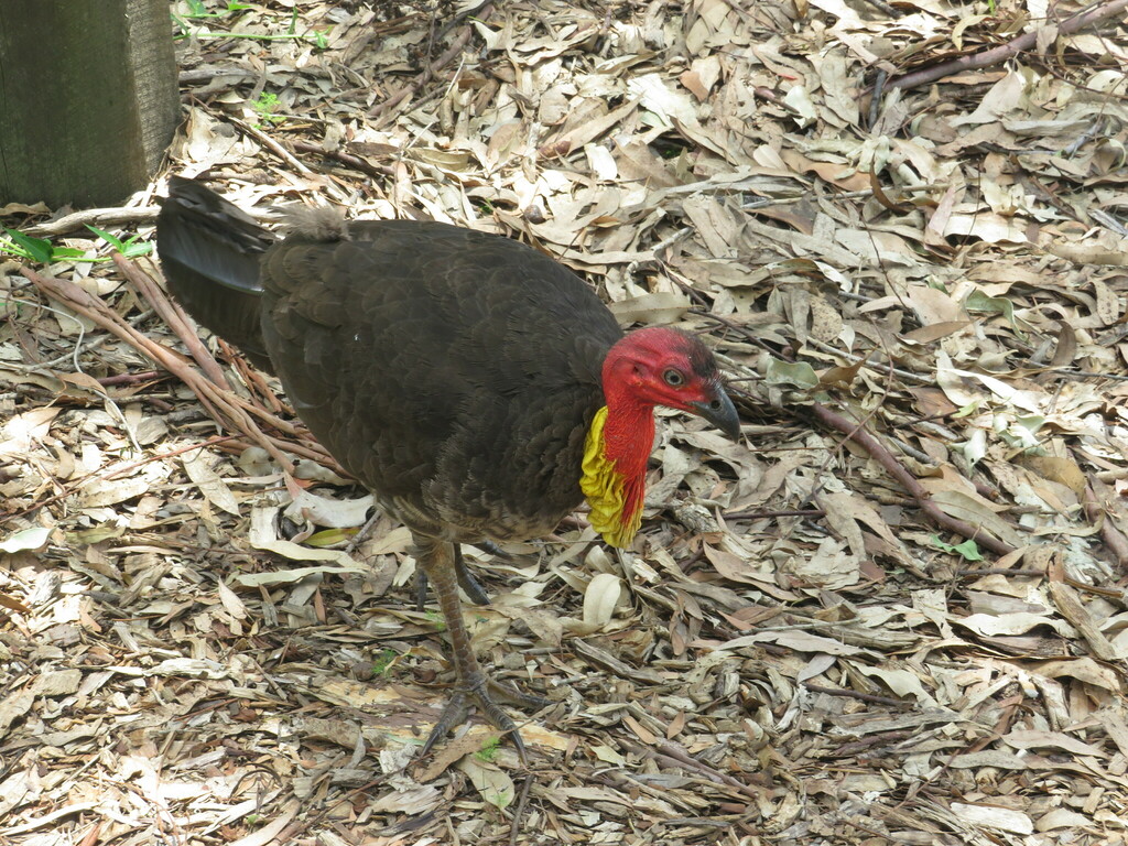 Australian Brushturkey from Brisbane QLD, Australia on December 21 ...