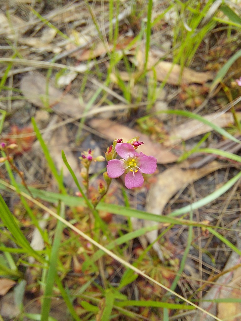 Rosy Sundew from Brisbane QLD, Australia on December 21, 2024 at 11:30 ...