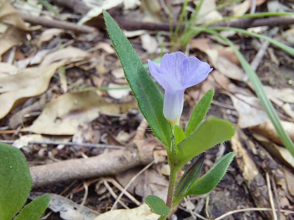 Blue Trumpet from Brisbane QLD, Australia on December 21, 2024 at 11:40 ...