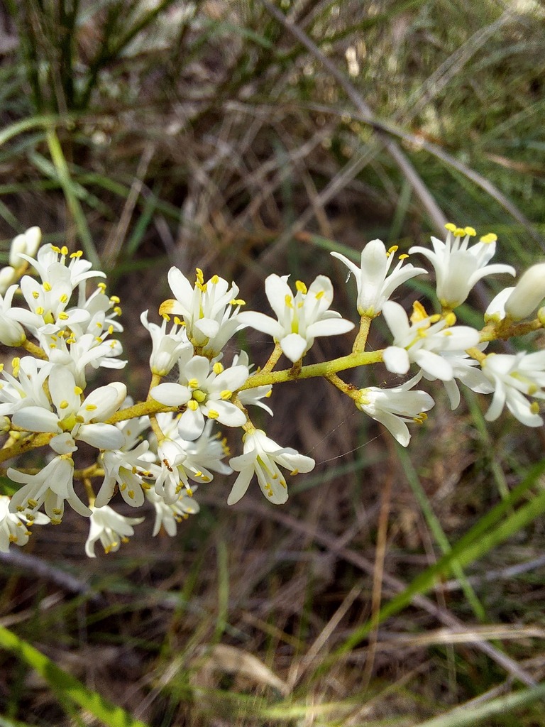 Australian Blackthorn from Brisbane QLD, Australia on December 21, 2024 ...
