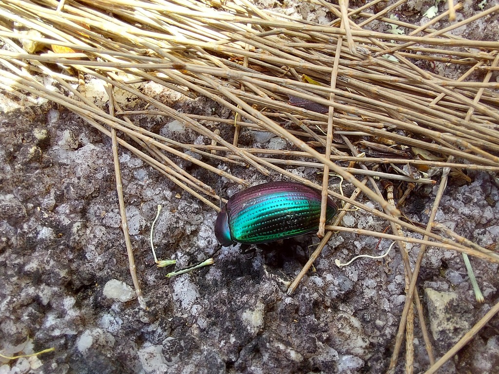 Chalcopterus Beetles from Brisbane QLD, Australia on December 21, 2024 ...