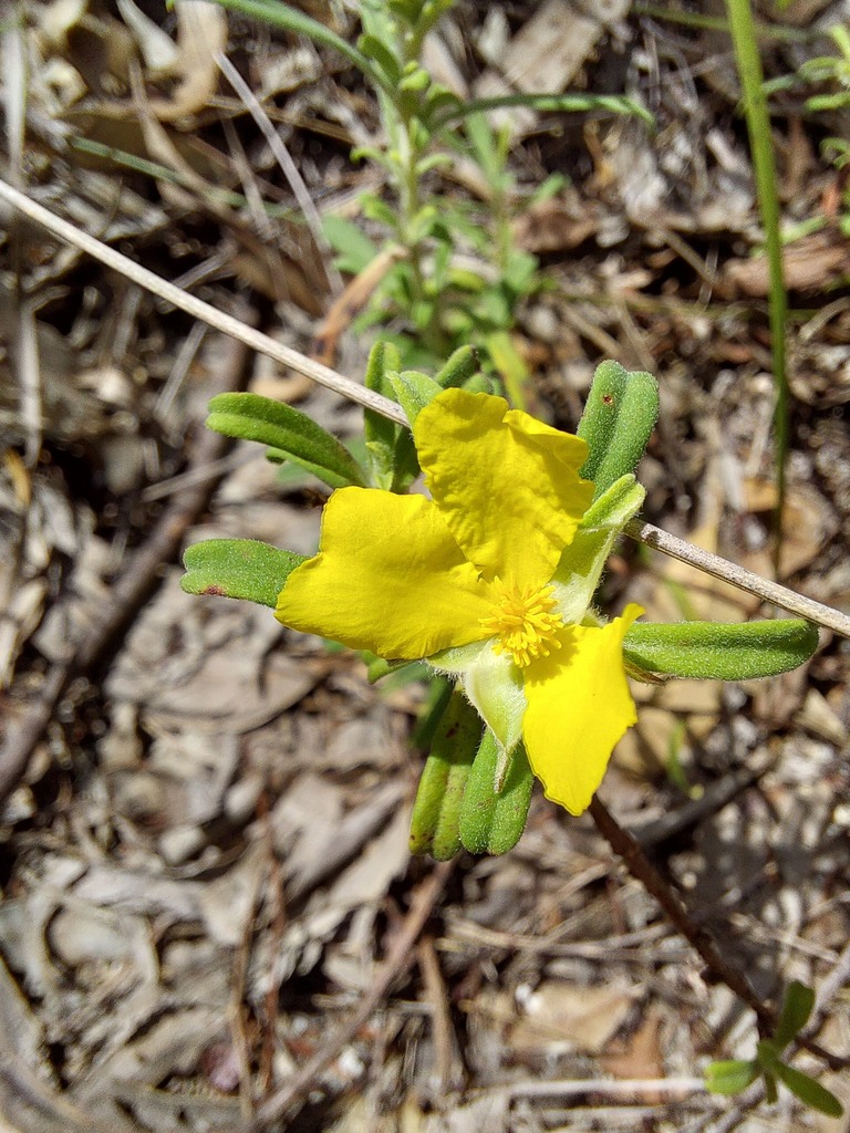 guinea-flowers from Brisbane QLD, Australia on December 21, 2024 at 02: ...