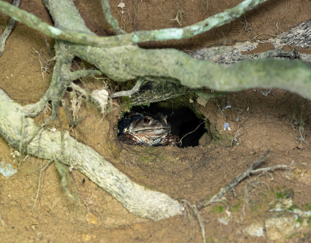 Asiatic Toad from 中国浙江省丽水市莲都区 on August 28, 2024 at 10:33 PM by rofmsyb ...