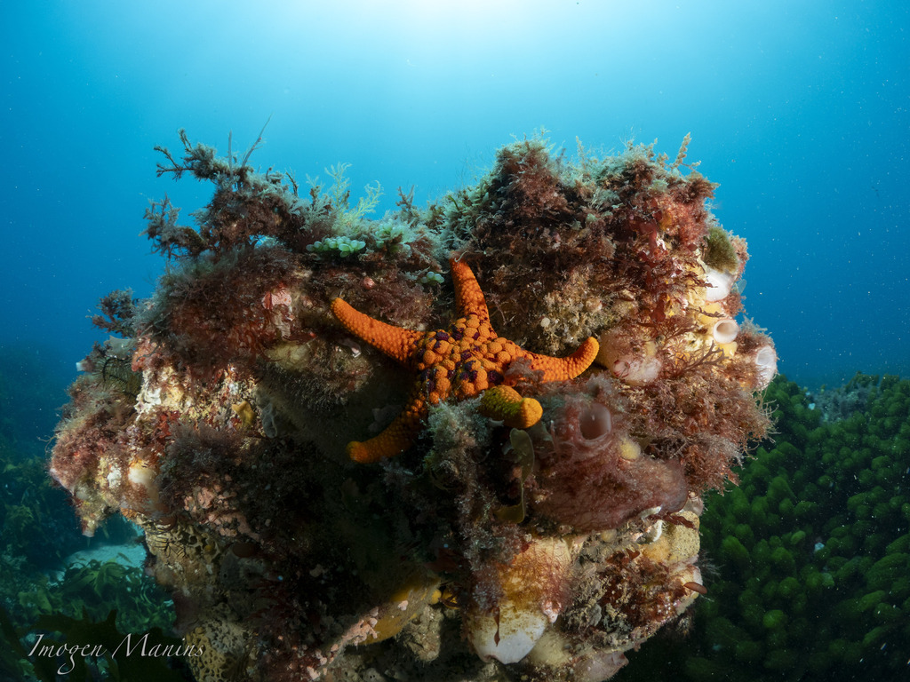 Spotted Sea Star from Golden Arch on December 20, 2024 at 10:30 AM by ...