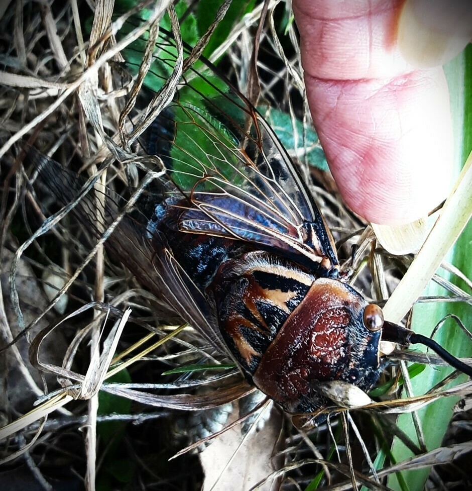 Eastern Double Drummer from Gardens of Stone National Park, Ben Bullen ...