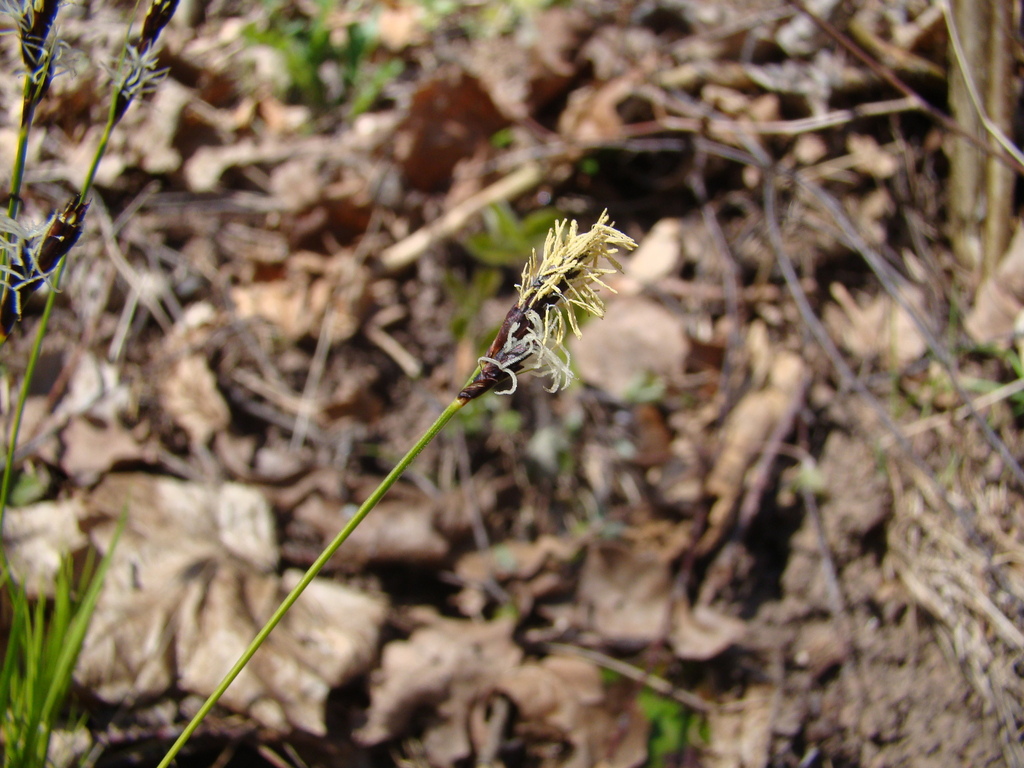 Rare Spring-sedge from Виреши, Вирешская волость, Смилтенский край, LV ...