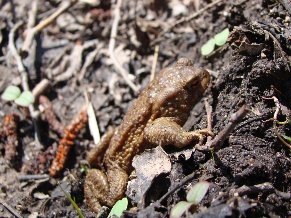 European Toad from Вайбла, 70314 Вильяндимаа, Эстония on May 4, 2013 at ...