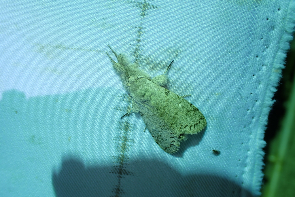 Calliteara lunulata takamukuana from 546台灣南投縣仁愛鄉 on December 3, 2024 at ...