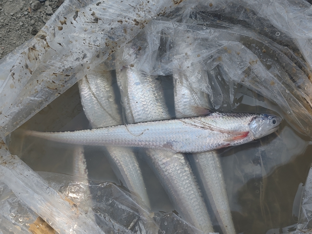 Japanese Grenadier Anchovy in December 2024 by Lin, Zhanyi · iNaturalist