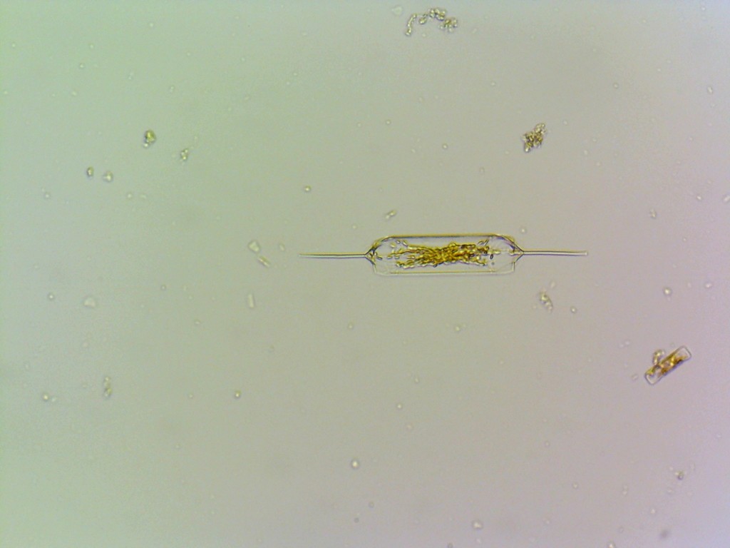 Ditylum (GTM Research Reserve Plankton Guide) · iNaturalist