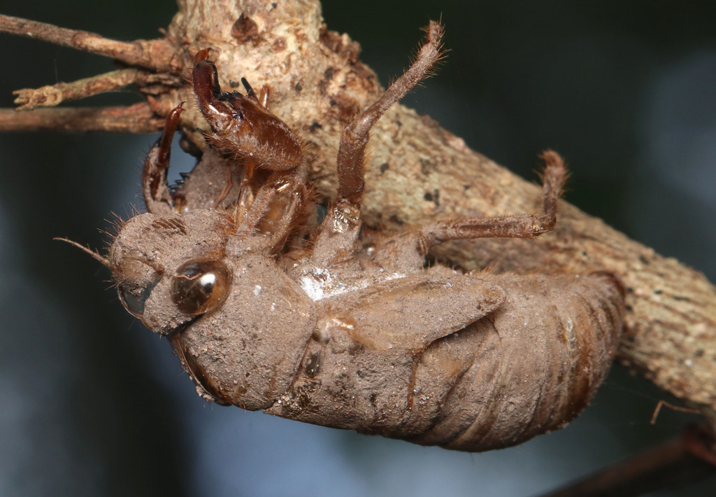 Eastern Double Drummer in December 2024 by juliegraham173 · iNaturalist