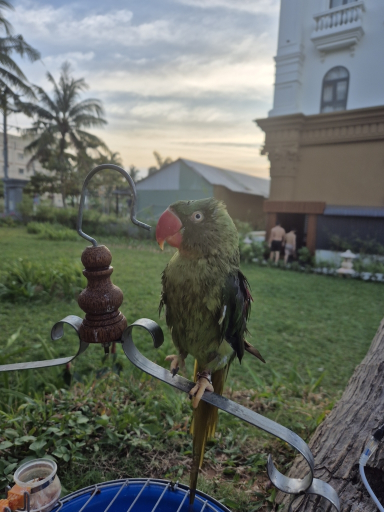 Parrots from Phú Quốc, VN-KG, VN on December 21, 2024 at 05:24 PM by ...