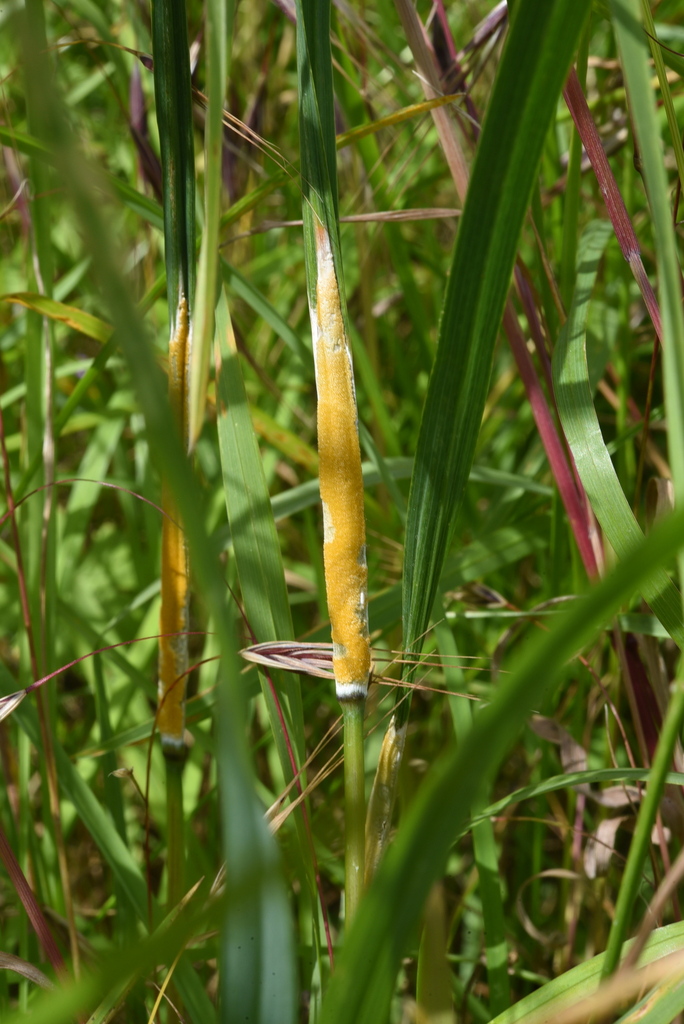 Epichloe elymi from Eglise de Vierset-Barse, 4577 Modave, Belgique on ...