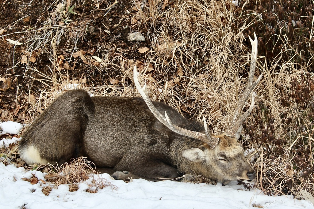 Hokkaido Sika Deer from Shikotsu-Toya National Park, Noboribetsu ...