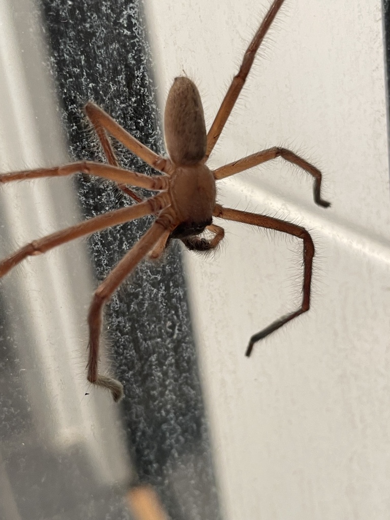 Social Huntsman Spider from Muru Ave, Winmalee, NSW, AU on December 21 ...
