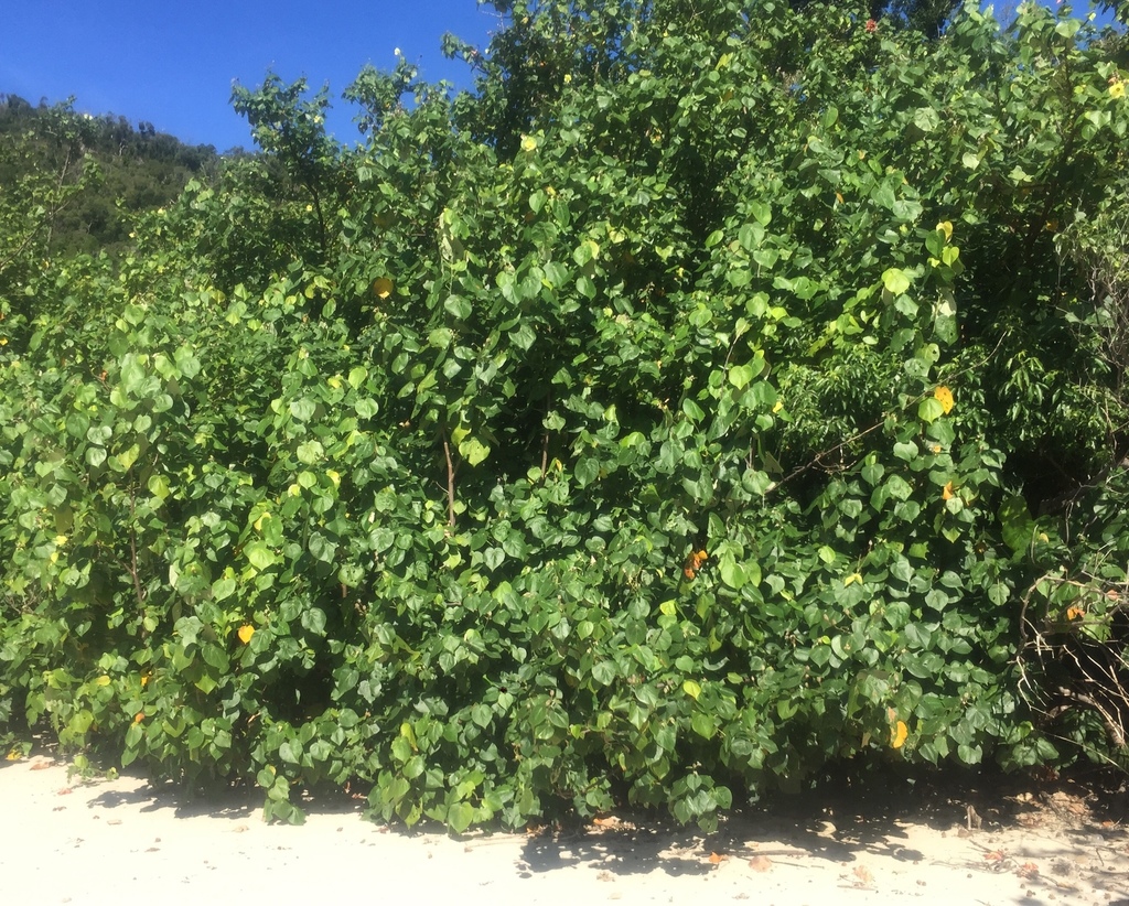 sea hibiscus (Hibiscus tiliaceus) - Botanical Realm