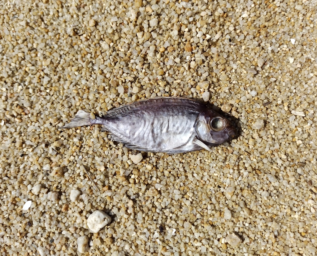 Dusky Rabbitfish from 加多利灣 on December 21, 2024 at 12:21 PM by Agnes ...