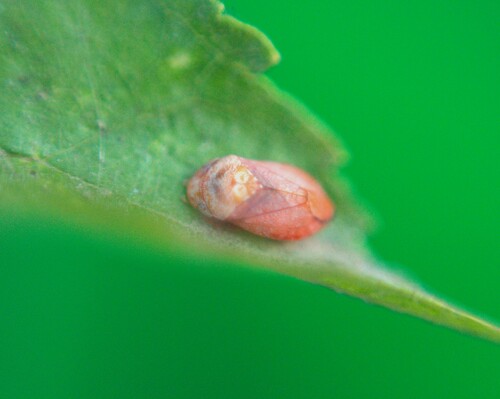 Tambila majuscula · iNaturalist