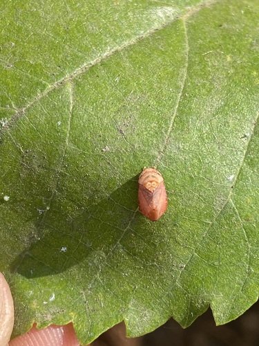 Genus Tambila · iNaturalist