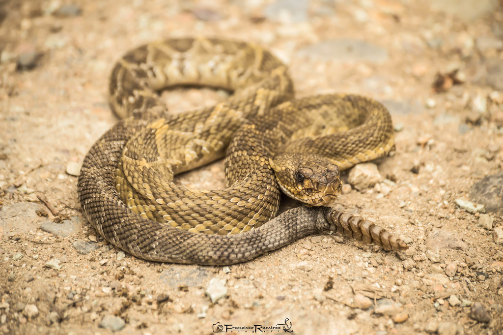 Western Black-tailed Rattlesnake (Crotalus molossus) - Snakes and Lizards