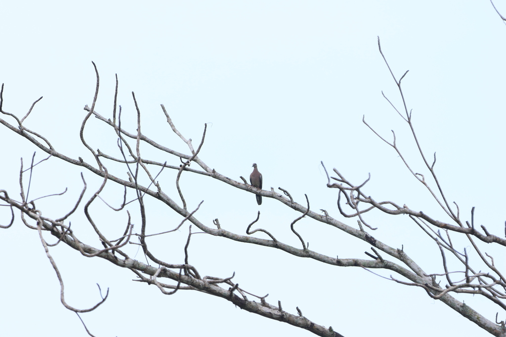 Spotted Dove from West Halmahera Regency, North Maluku, Indonesia on ...