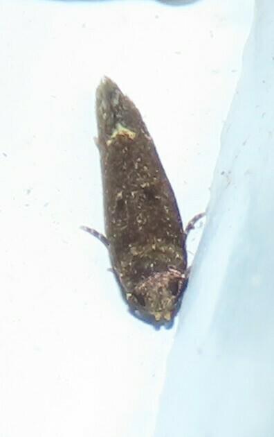 Curved-horn Moths from Alamo Country Club, Alamo TX on December 19 ...