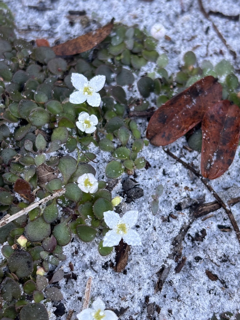 roundleaf bluet from Little Big Econ State Forest, Oviedo, FL, US on ...