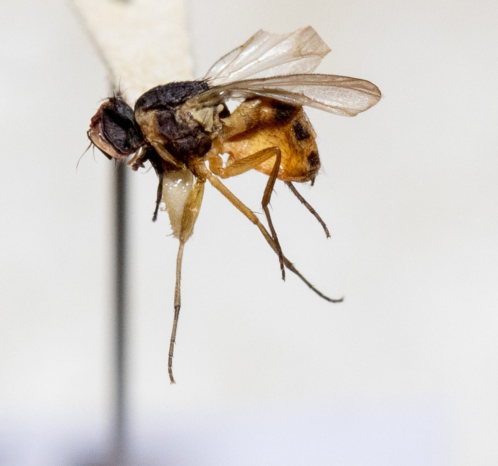 Shoot Flies from Delhi, OH, USA on October 17, 2017 at 10:18 PM by ...