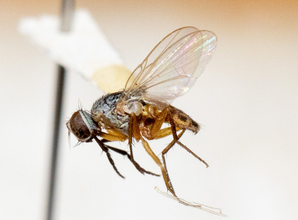 Shoot Flies from Delhi, OH, USA on October 13, 2017 at 10:29 PM by ...