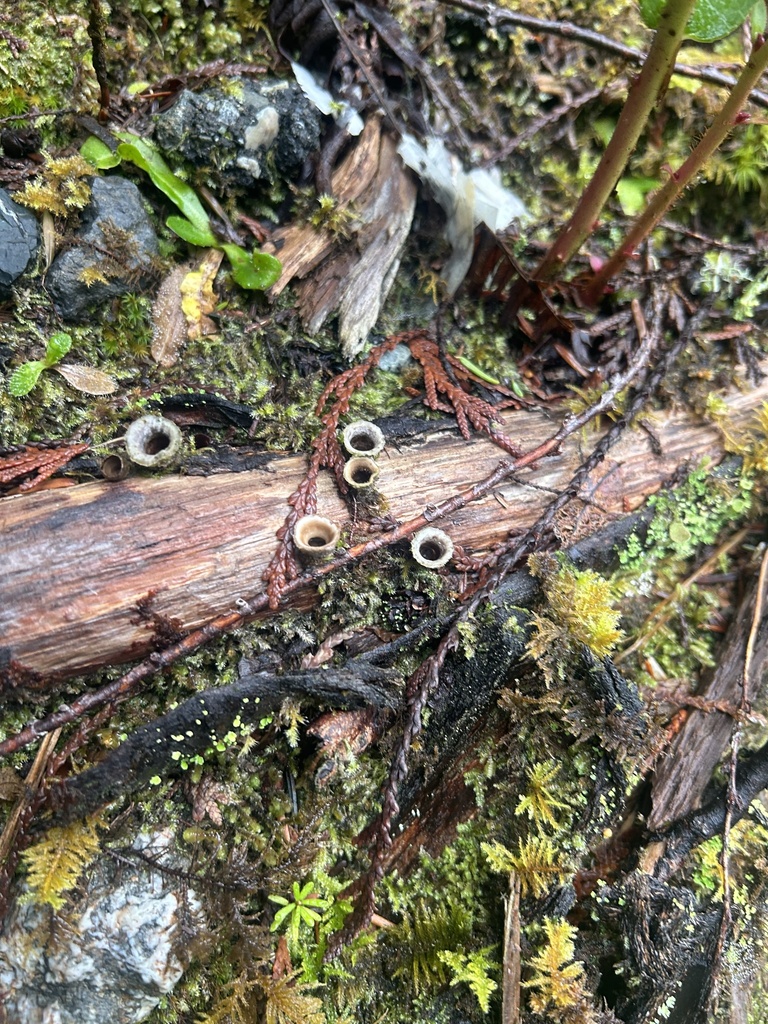 Nidula from Pacific Rim National Park Reserve, Alberni-Clayoquot, BC ...