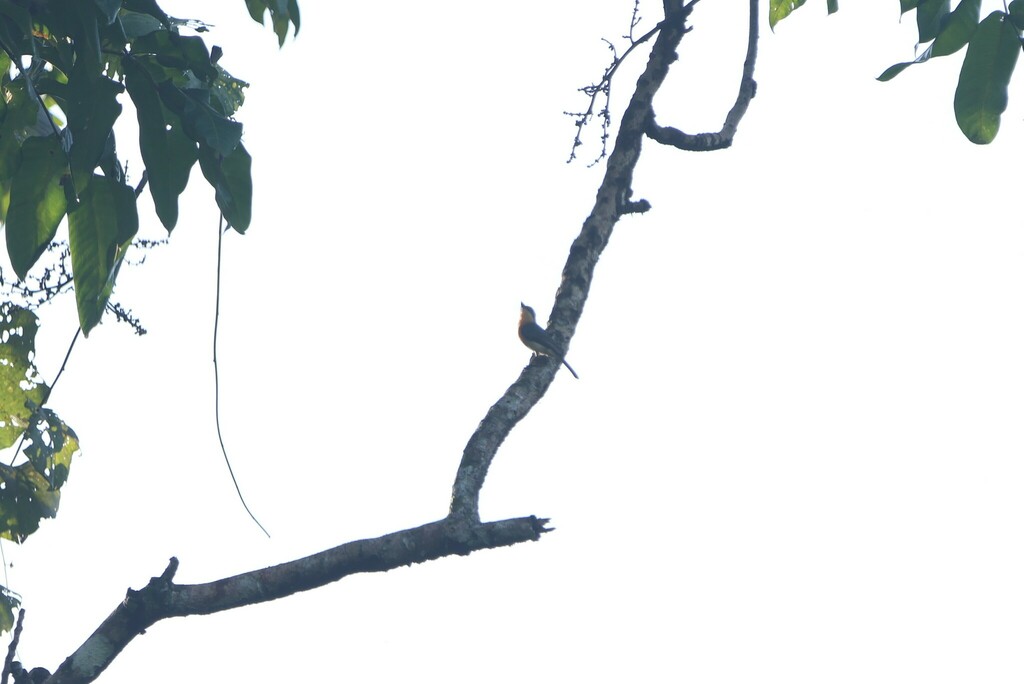 Moluccan Flycatcher from West Halmahera Regency, North Maluku ...
