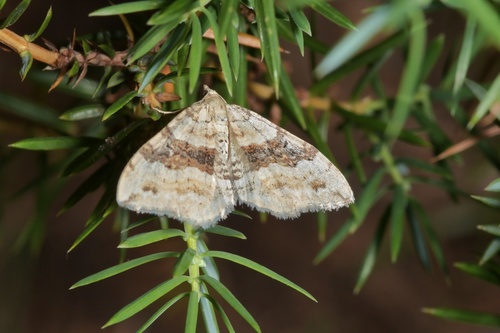 Xanthorhoe iberica · iNaturalist Mexico