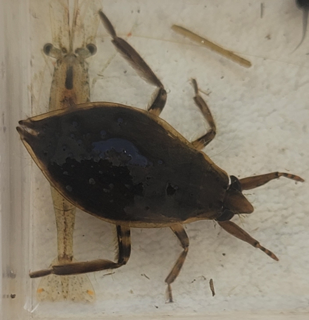 Florida Water Bugs