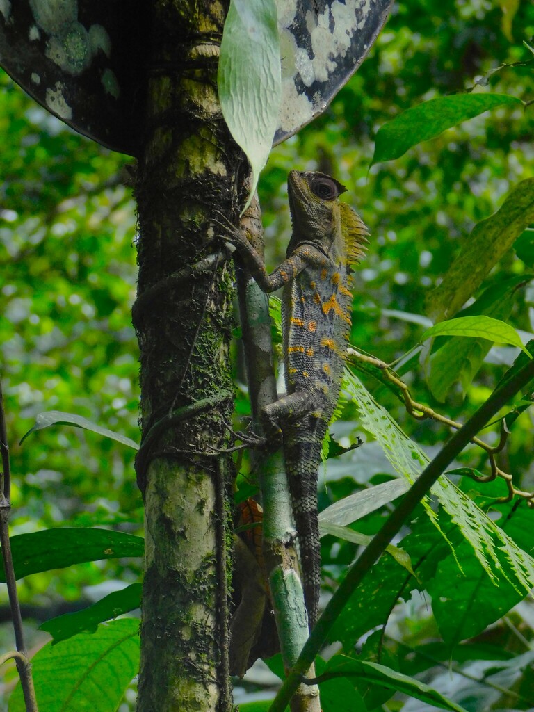 Chameleon Forest Dragon from Semarang Regency, Central Java, Indonesia ...