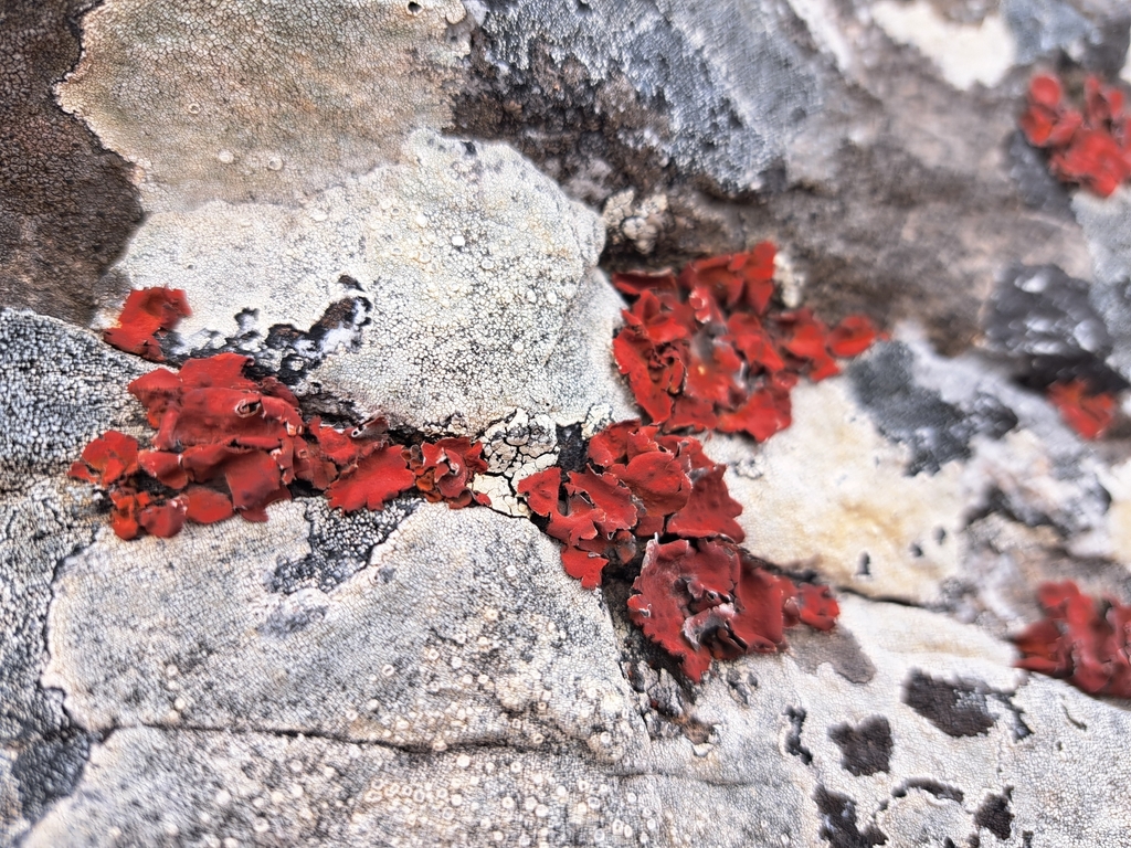Red Toadskin Lichen from Overberg, ZA-WC, ZA on December 12, 2024 at 03 ...