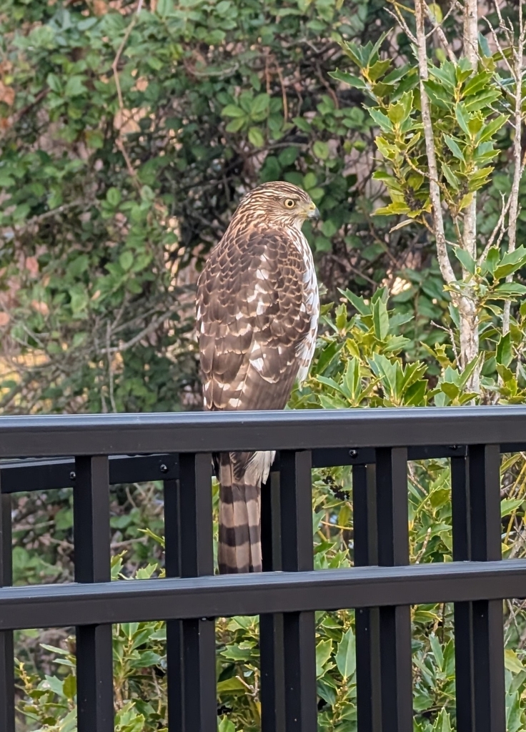 Cooper's Hawk from Odenton, MD, USA on December 21, 2024 at 08:26 AM by ...