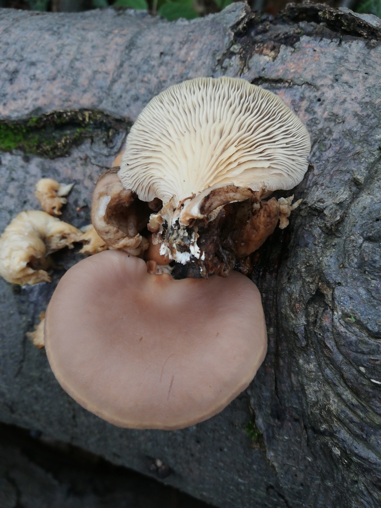 Oyster Mushroom from Novi Sad, RS-JC, RS on December 21, 2024 at 10:55 ...