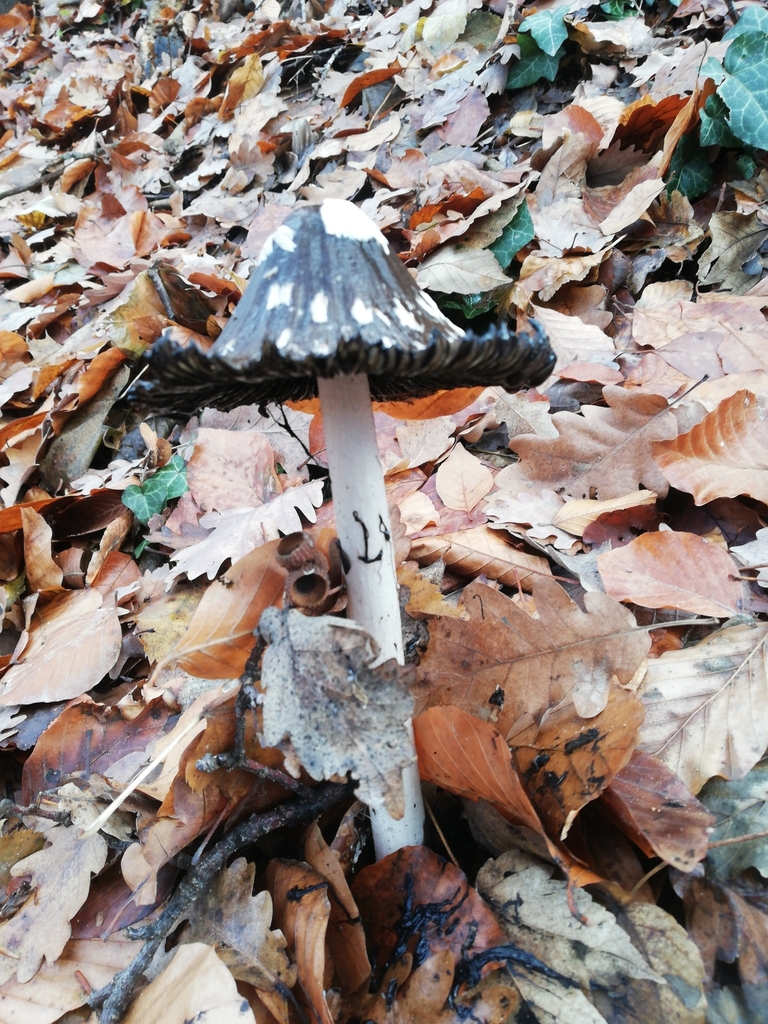 Magpie Inkcap from Novi Sad, RS-JC, RS on December 21, 2024 at 11:16 AM ...