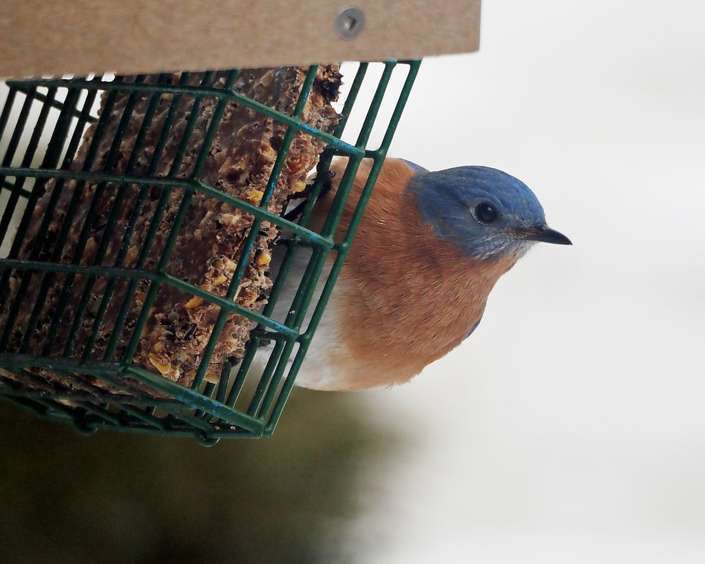 Eastern Bluebird from Salem, NH 03079, USA on December 21, 2024 at 11: ...