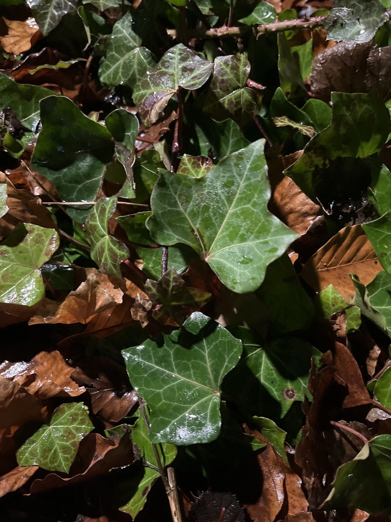 common ivy from Southport Road, Ormskirk, England, GB on December 20 ...