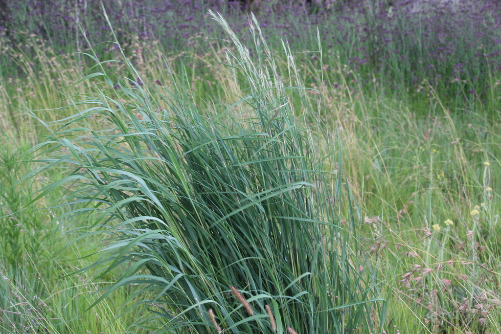 thatching grass from Carletonville, 2499, South Africa on December 21 ...